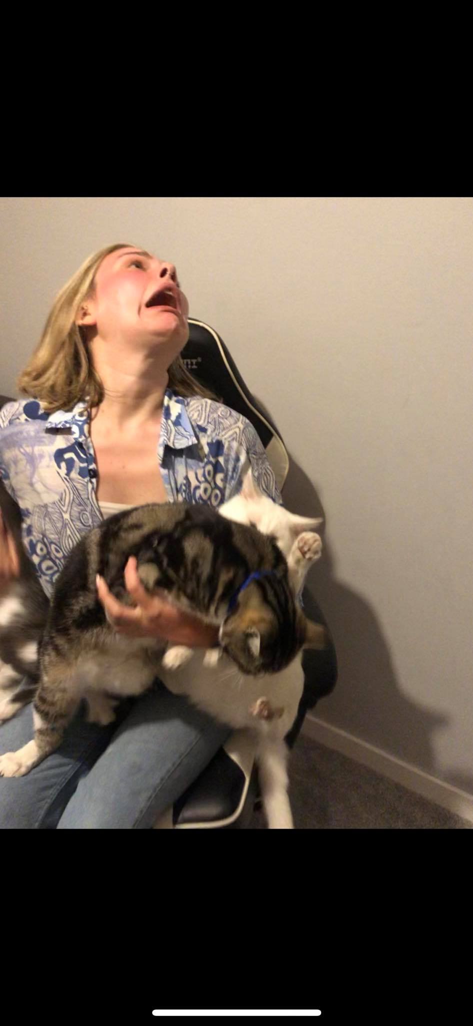 Woman attempts to take family photo with cats and it ends disastrously