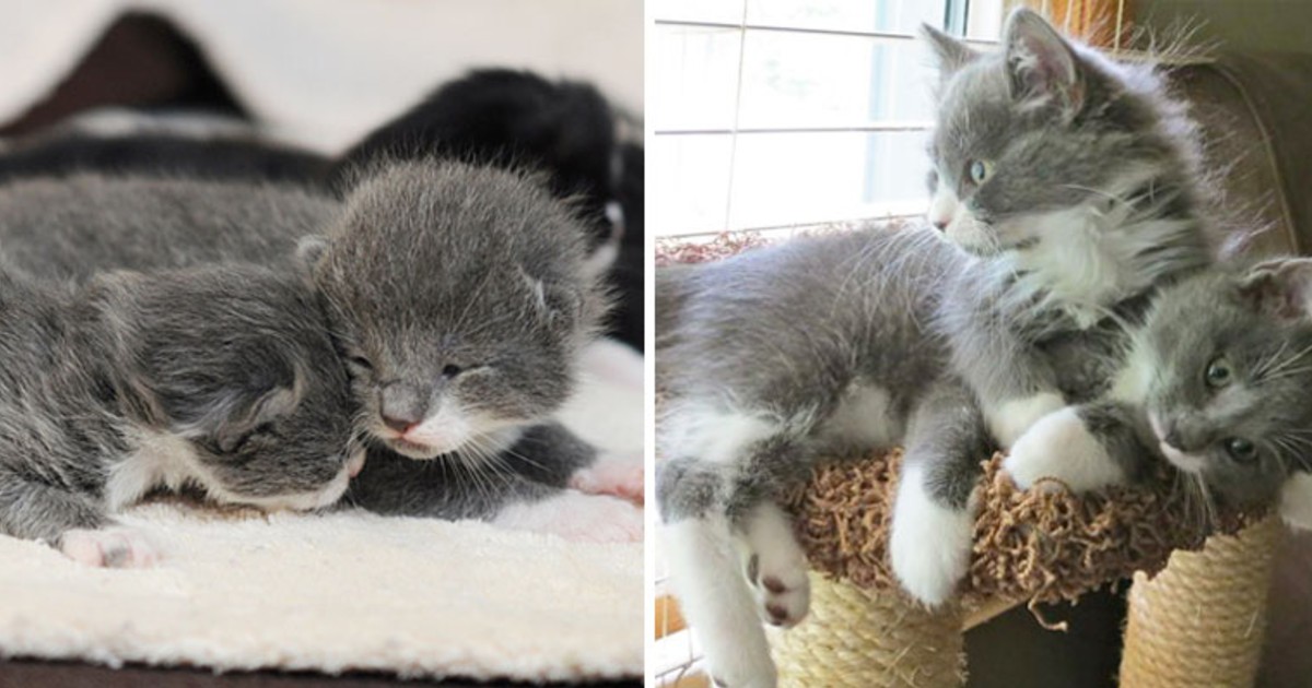 75 adorable before-and-after photos of cats growing up