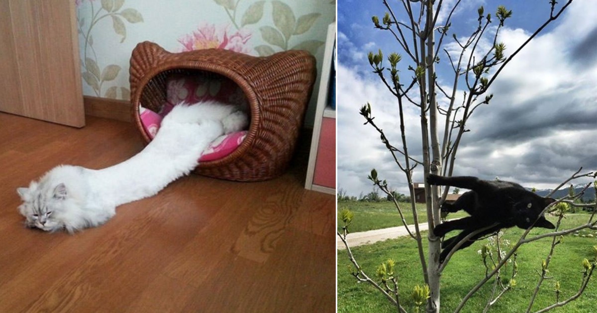 40 cats who are completely defying gravity and the laws of physics