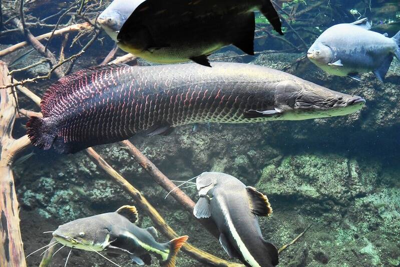After 23 million years, a 10-foot air-breathing fish species is still ...