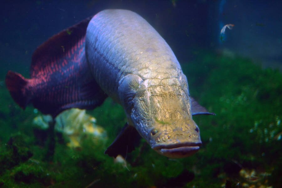 After 23 million years, a 10-foot air-breathing fish species is still ...