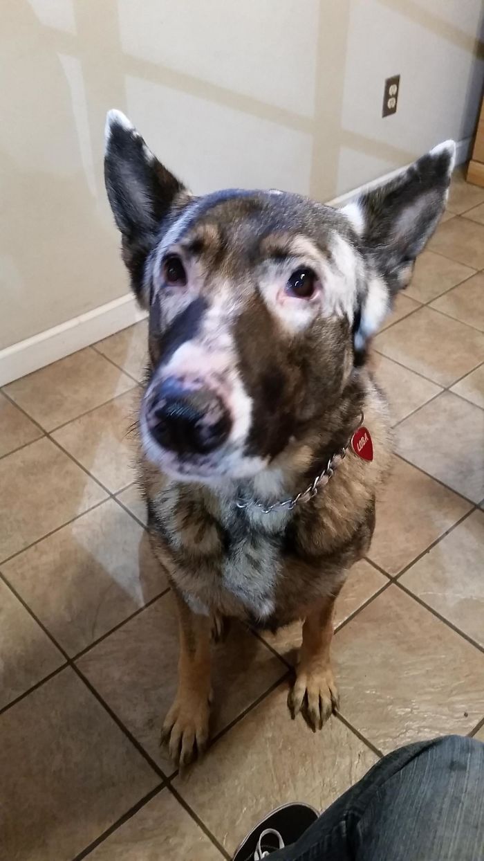 40 unique animals with vitiligo that will melt your heart