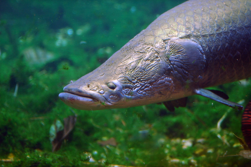 After 23 million years, a 10-foot air-breathing fish species is still ...