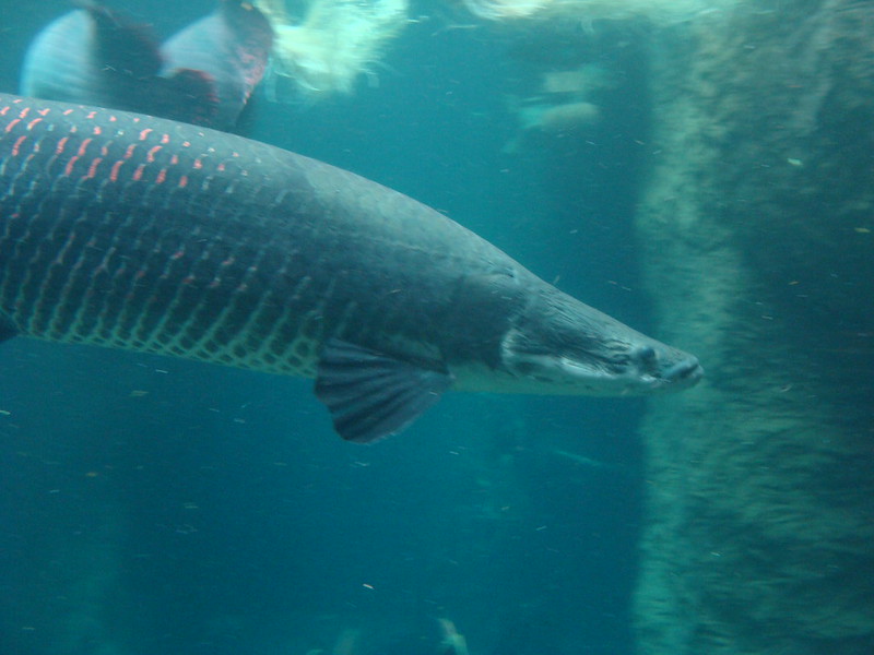 After 23 million years, a 10-foot air-breathing fish species is still ...