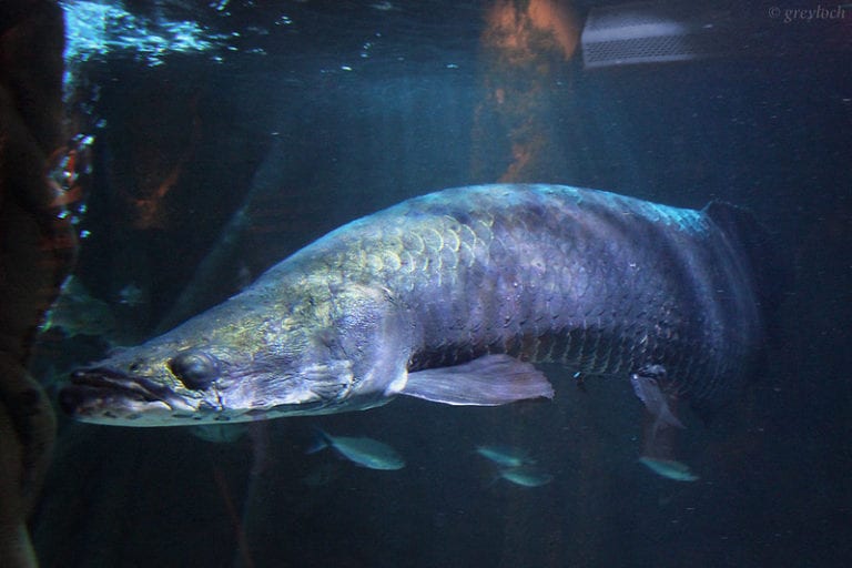 After 23 million years, a 10-foot air-breathing fish species is still ...