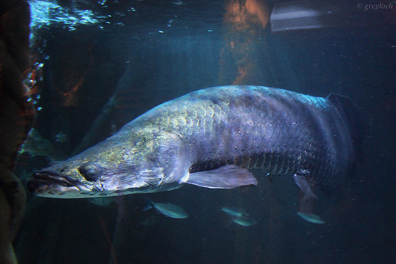 After 23 million years, a 10-foot air-breathing fish species is still ...