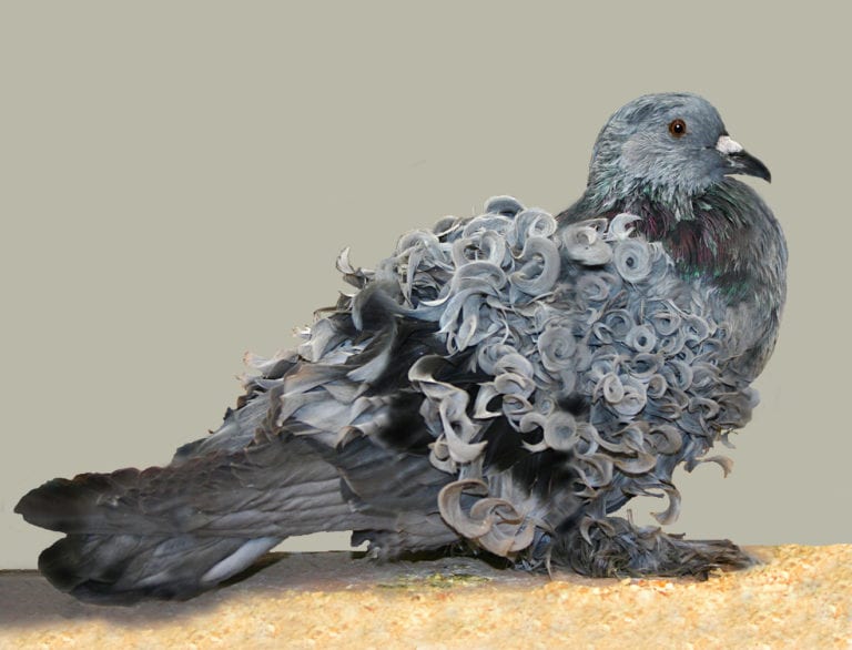 40 Photos that showcase the world’s most beautiful pigeons