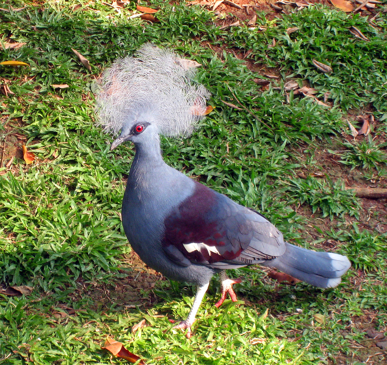 40 Photos that showcase the world’s most beautiful pigeons