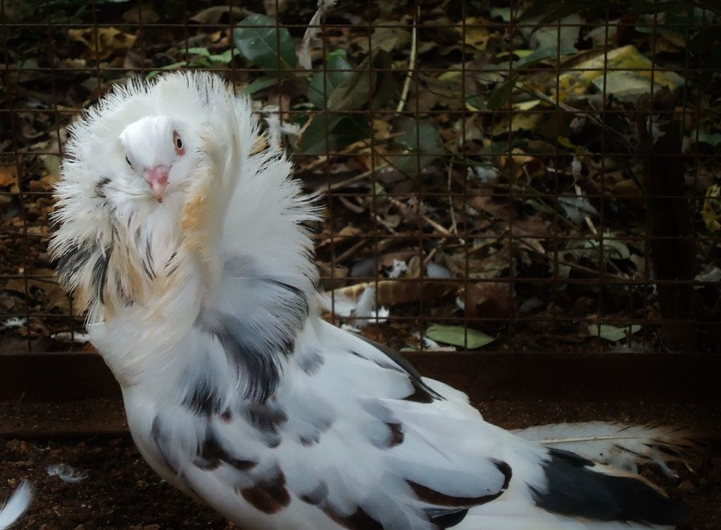 40 Photos that showcase the world’s most beautiful pigeons