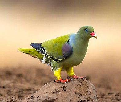 40 Photos that showcase the world’s most beautiful pigeons