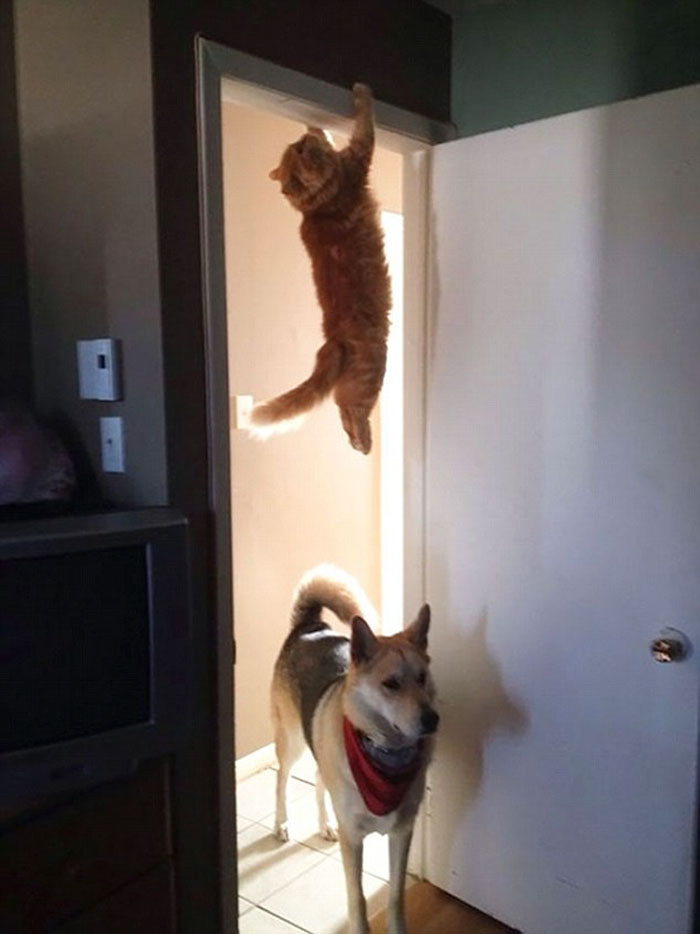 45 Mischievous cats who defied their owners and laws of gravity at the ...