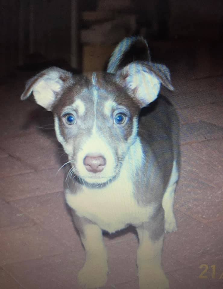 13-year-old senior pup can’t believe his family remembered his birthday