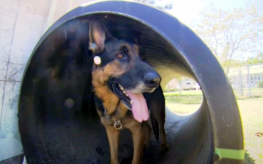 Homeless dog pulls dying woman from car crash and drags her over 100 ft ...