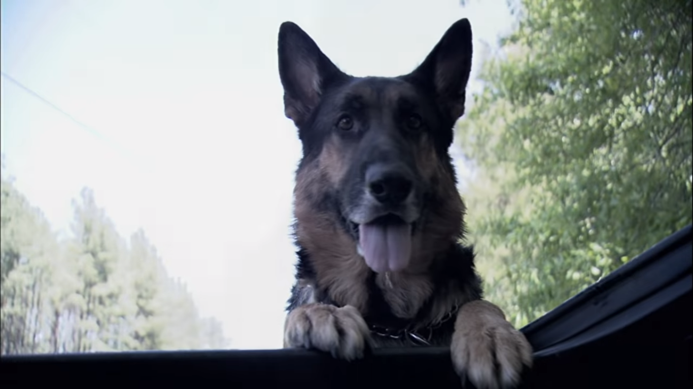 Homeless dog pulls dying woman from car crash and drags her over 100 ft ...