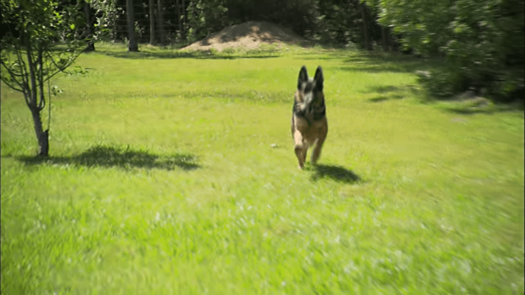 Homeless dog pulls dying woman from car crash and drags her over 100 ft ...