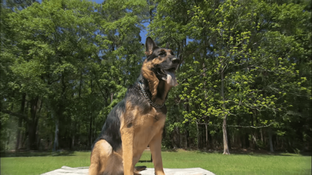 Homeless dog pulls dying woman from car crash and drags her over 100 ft ...