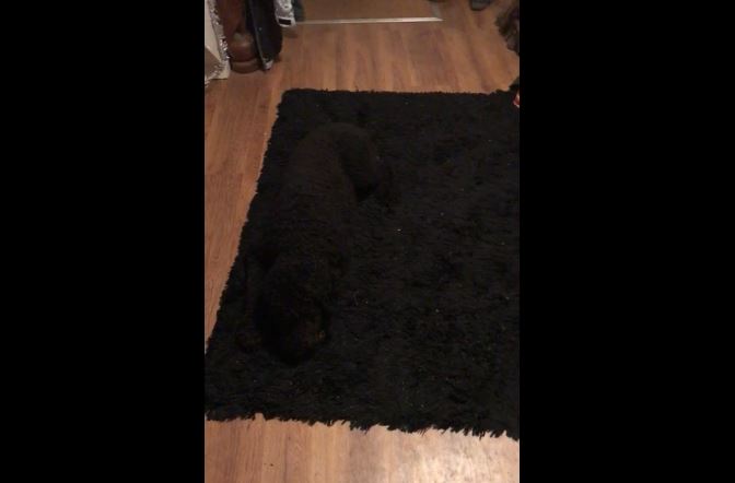 50 Funny Animals Who Are Mastering The Art Of Camouflage