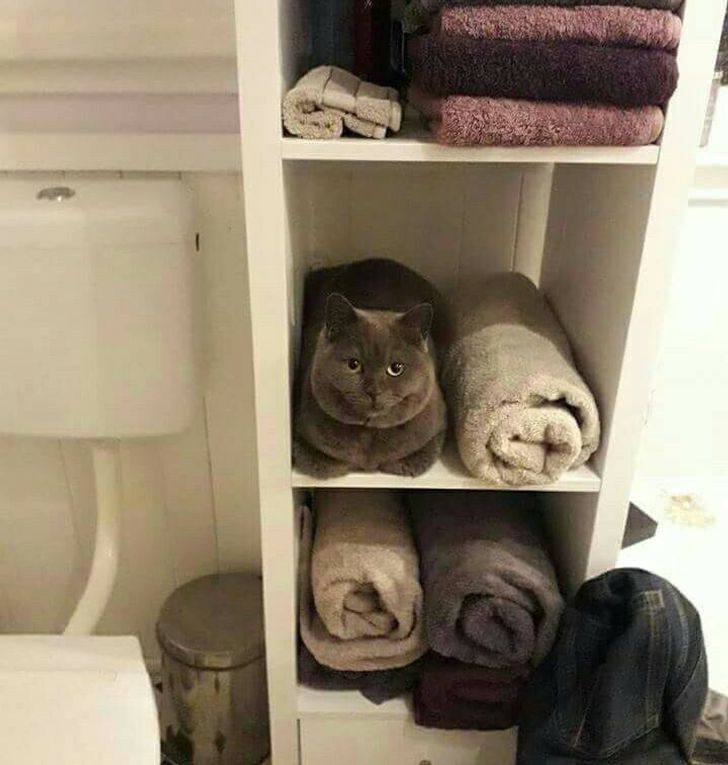 50 Funny Animals Who Are Mastering The Art Of Camouflage