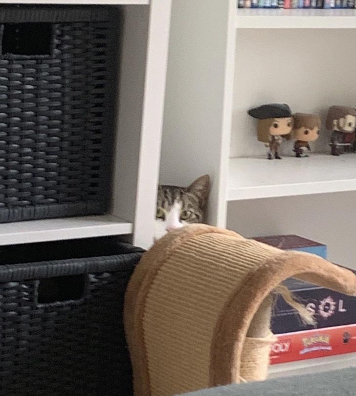 50 Funny Animals Who Are Mastering The Art Of Camouflage
