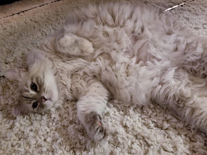 50 Funny Animals Who Are Mastering The Art Of Camouflage