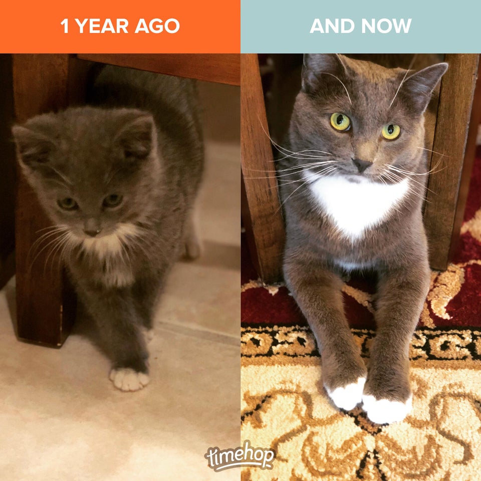 Owners share photos of their cats growing up after years of love