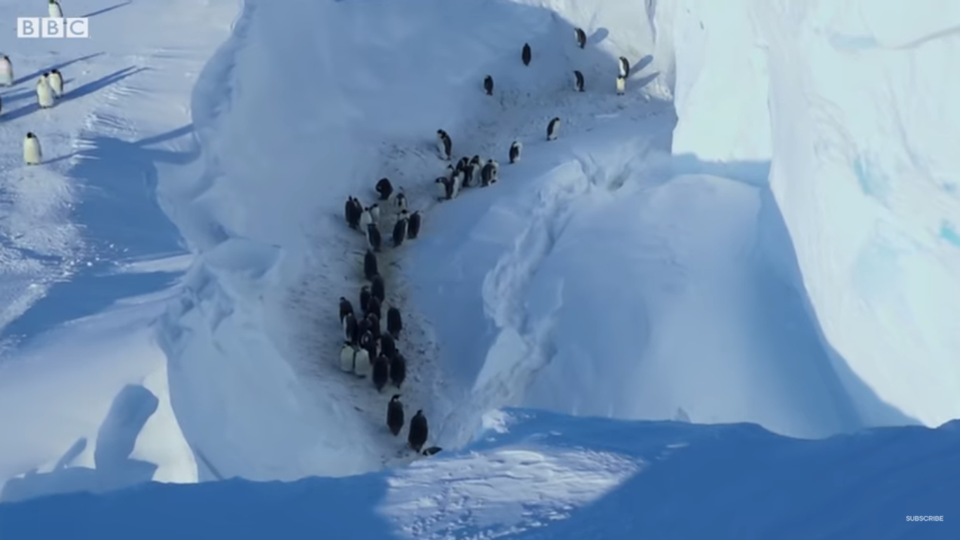 Nature film crew breaks ‘no interference’ rule to rescue baby penguins ...