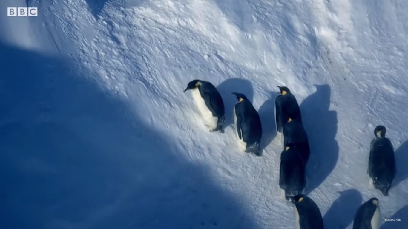 Nature film crew breaks ‘no interference’ rule to rescue baby penguins ...