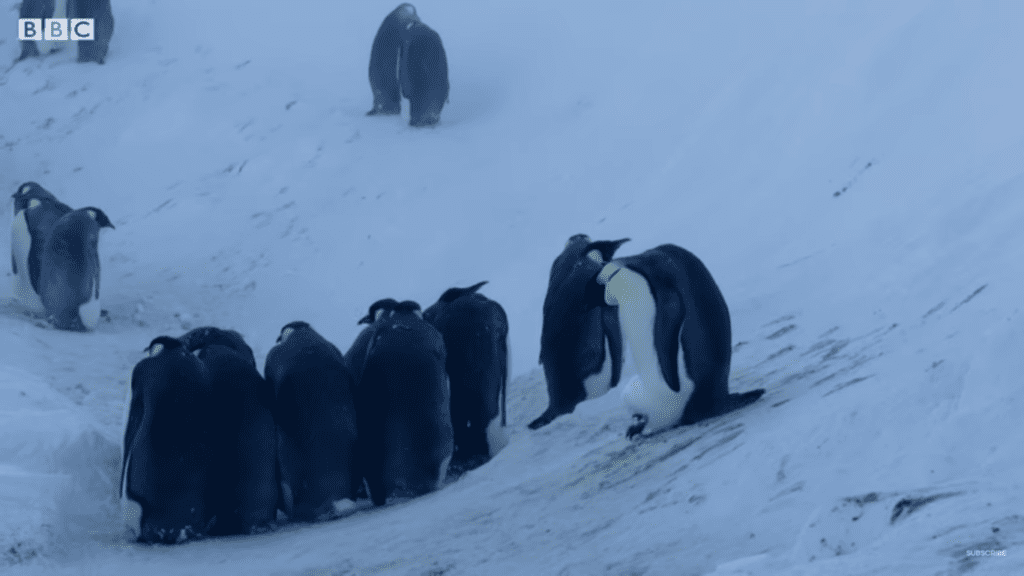 Nature film crew breaks ‘no interference’ rule to rescue baby penguins ...