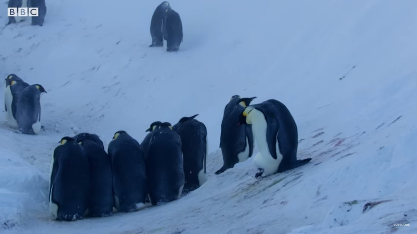 Nature film crew breaks ‘no interference’ rule to rescue baby penguins ...