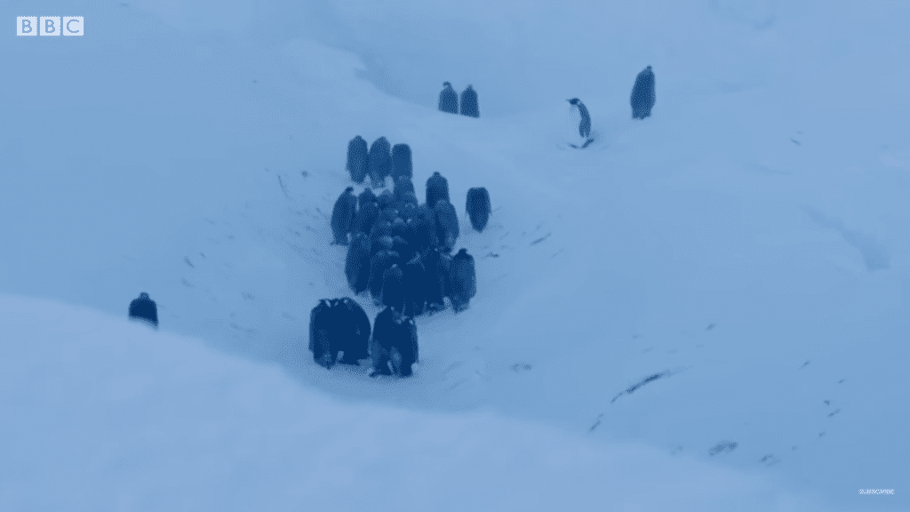 Nature film crew breaks ‘no interference’ rule to rescue baby penguins ...