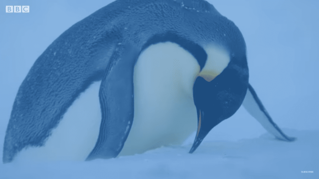 Nature film crew breaks ‘no interference’ rule to rescue baby penguins ...