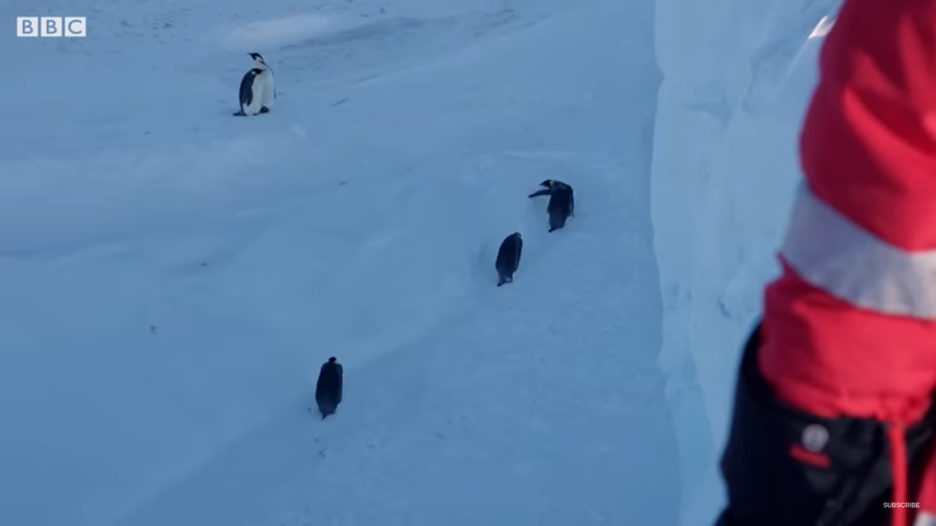Nature film crew breaks ‘no interference’ rule to rescue baby penguins ...