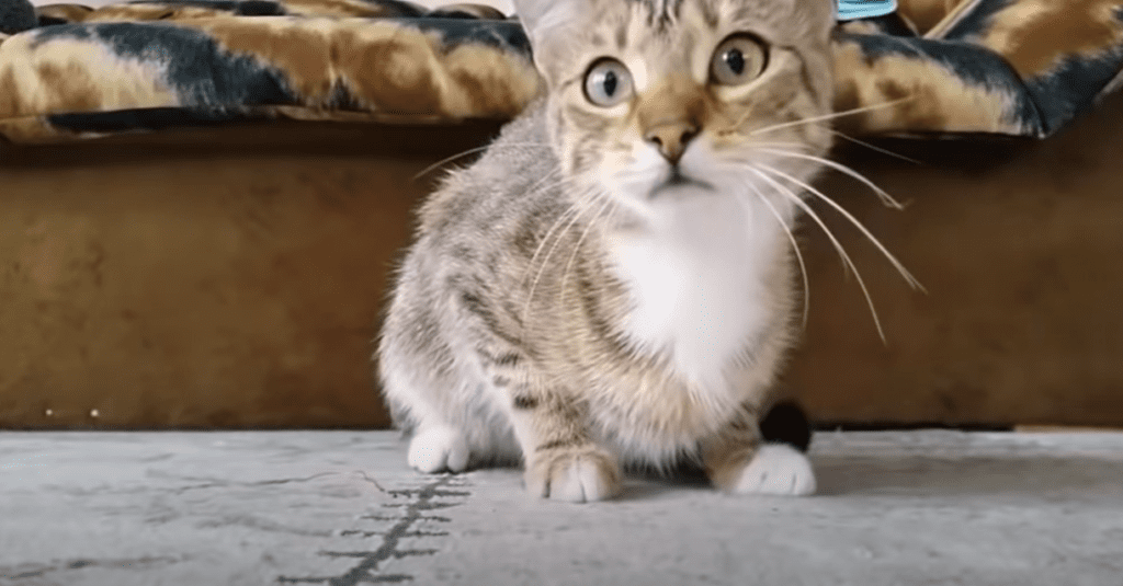 Expressive cat has the funniest reaction to watching a horror movie