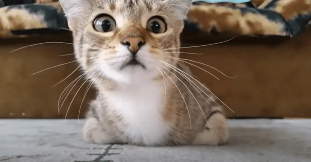 Expressive cat has the funniest reaction to watching a horror movie