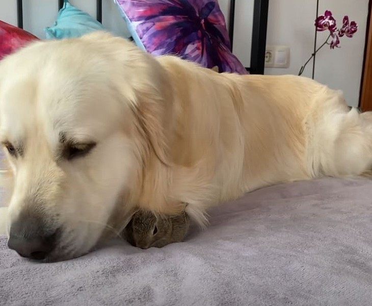 Baby rabbits believe golden retriever is their mom, and she is happy to ...