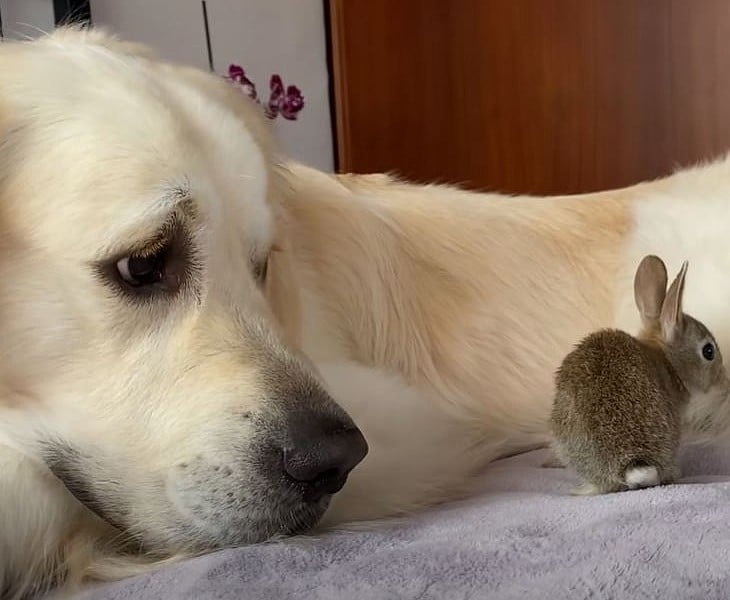 Baby rabbits believe golden retriever is their mom, and she is happy to ...