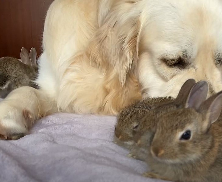 Baby rabbits believe golden retriever is their mom, and she is happy to ...