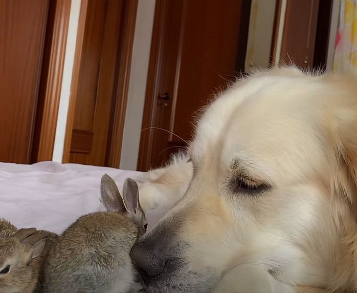 Baby rabbits believe golden retriever is their mom, and she is happy to ...