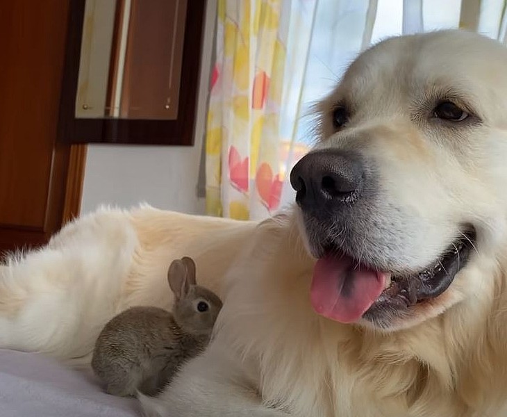 Baby rabbits believe golden retriever is their mom, and she is happy to ...