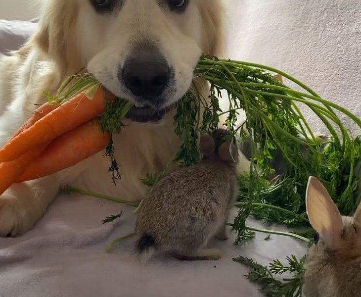 Baby rabbits believe golden retriever is their mom, and she is happy to ...