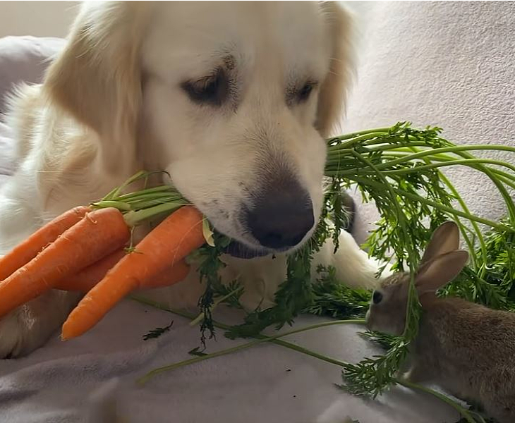 Baby rabbits believe golden retriever is their mom, and she is happy to ...