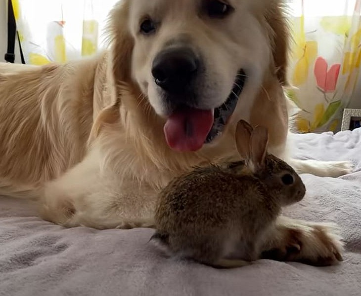Baby rabbits believe golden retriever is their mom, and she is happy to ...