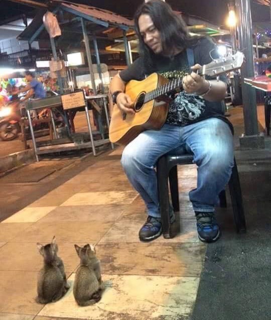 Street singer is ignored by everyone, but then four kittens come to ...