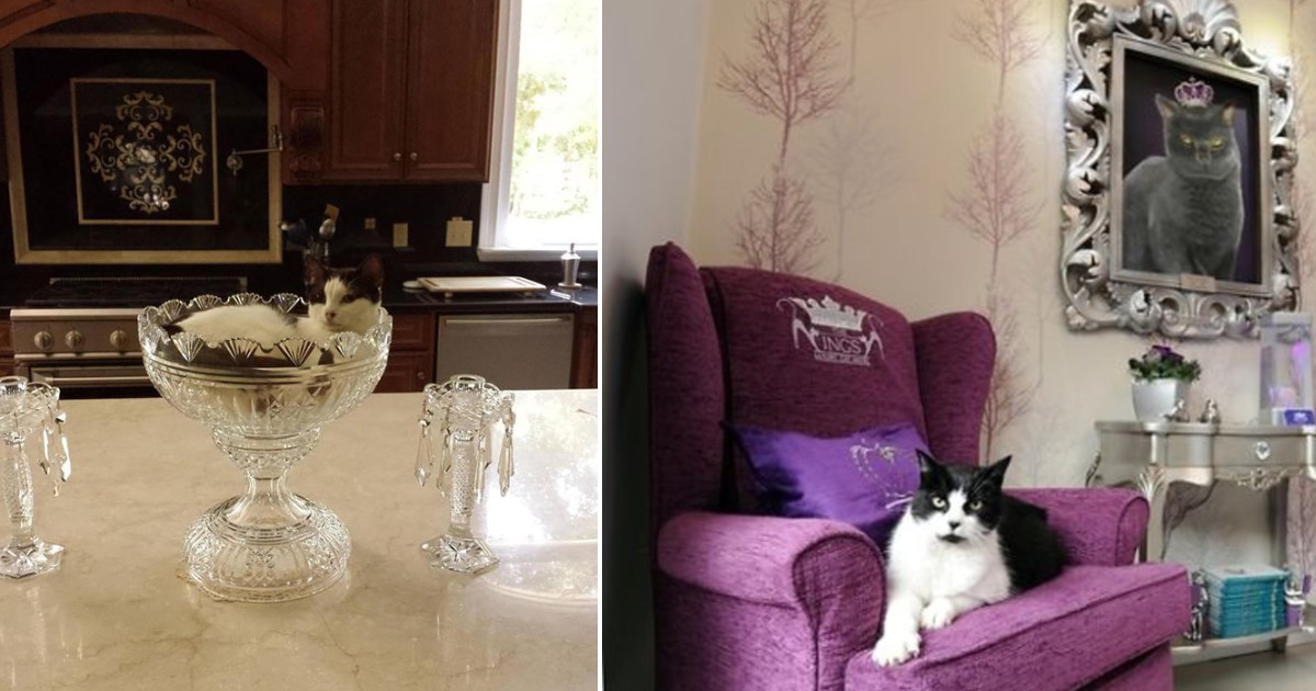 50 spoiled cats that know they’re the ones who run the house