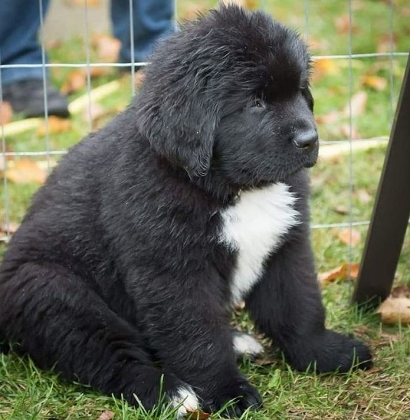 55 Pics Showing The Enormous Size Of Newfoundland Dogs