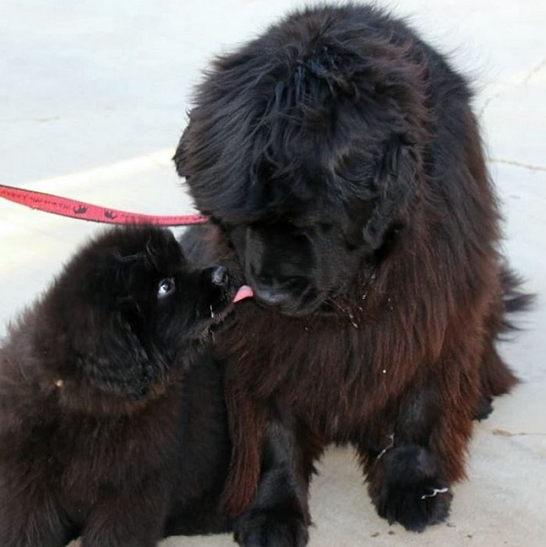 55 Pics Showing The Enormous Size Of Newfoundland Dogs