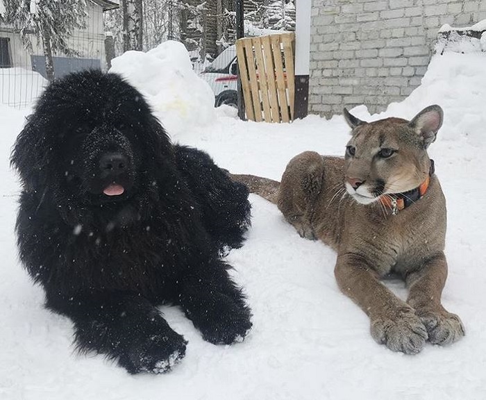 55 Pics Showing The Enormous Size Of Newfoundland Dogs