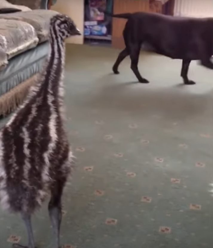 Baby emu has best reaction to meeting dog for the first time