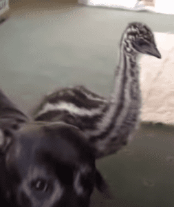 Baby emu has best reaction to meeting dog for the first time