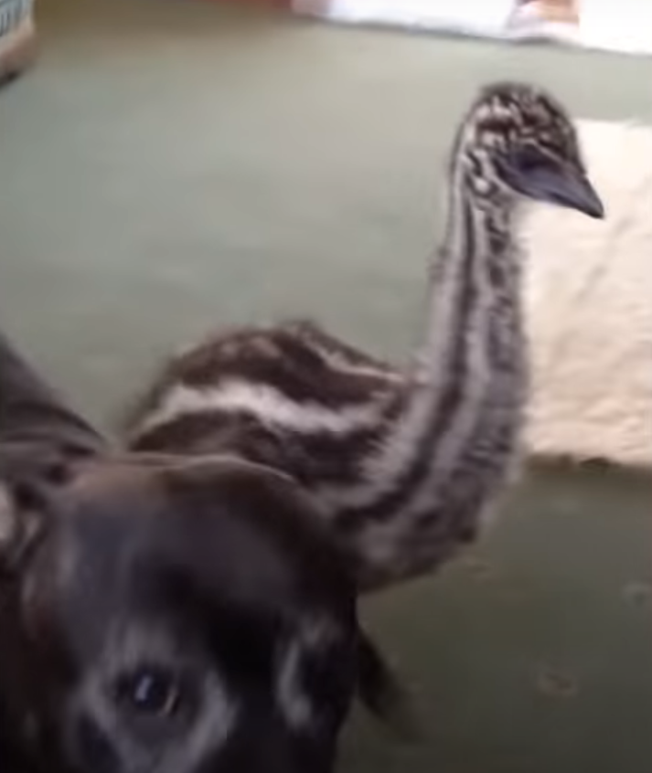 Baby emu has best reaction to meeting dog for the first time